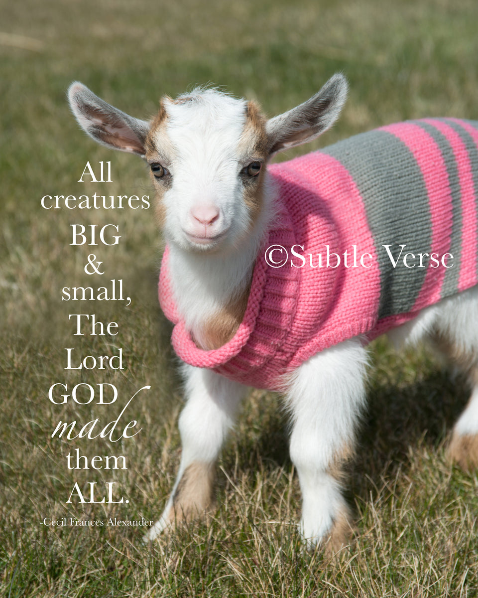Lucy the Baby Goat - Magnet and Deluxe Magnet – Subtle Verse