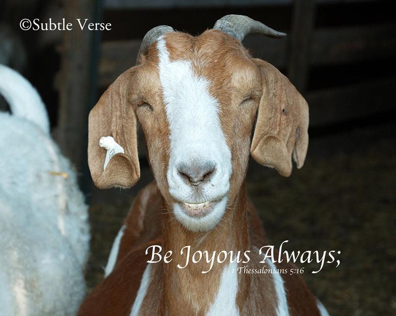 The Happy Goat - Magnet and Deluxe Magnet – Subtle Verse